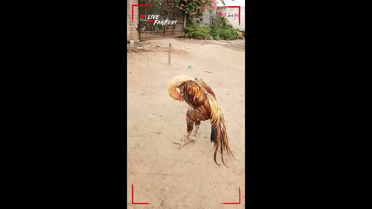 Pandem Punjulu In Vir Bobbili How To Natukollu Pepako Agriculture Poultry Farming Utube9 YouTube Pandem Punjulu In Vir Bobbili How To Natukollu Pepako Agriculture Poultry Farming Utube9 YouTube
