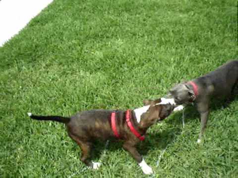 APBT FIGHT - YouTube