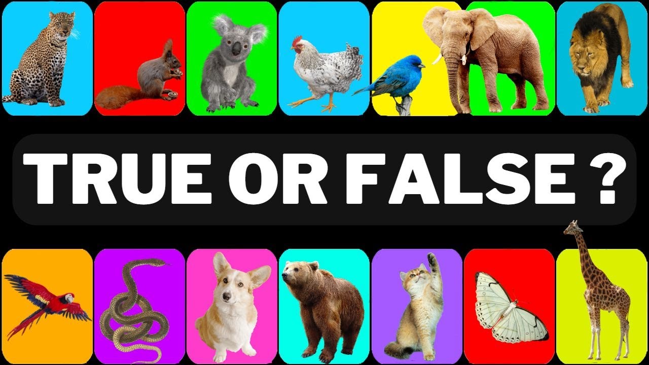 True Or False Animal Facts YouTube true-or-false-animal-facts-youtube
