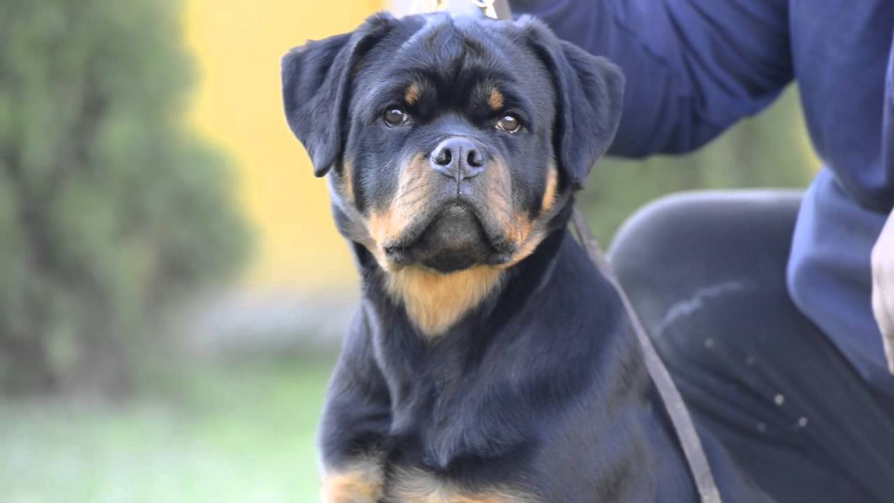 Hera Timit-Tor - YouTube