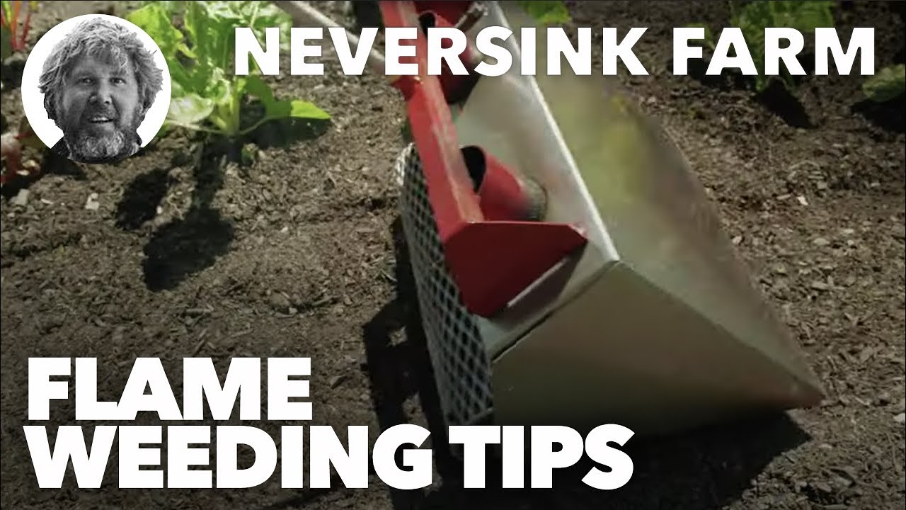 Flame Weeding Tips - YouTube