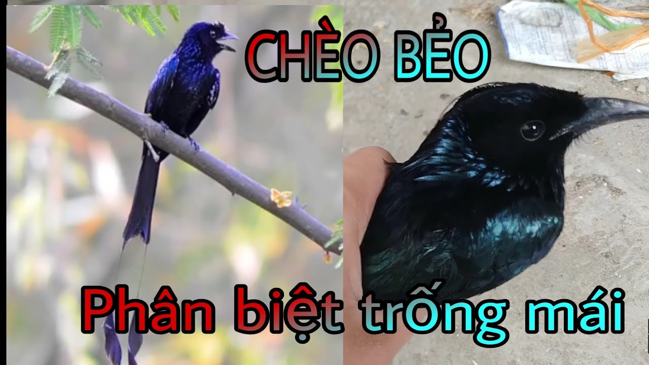 Phân Biệt Chim Chèo Bẻo Trống Mái | Thông Tin Về Loài Chim Chèo Bẻo Độc ...