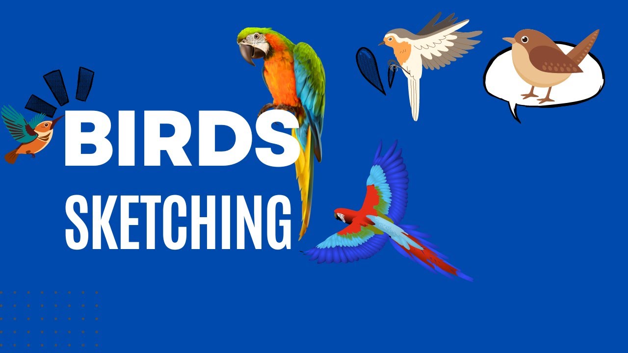 Mastering Bird Sketching: A Complete Guide with Names - YouTube