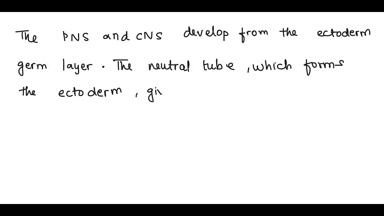 The three germ layers of the embryo are responsible for the development ...