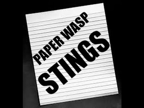 How to make a origami paper wasp - YouTube