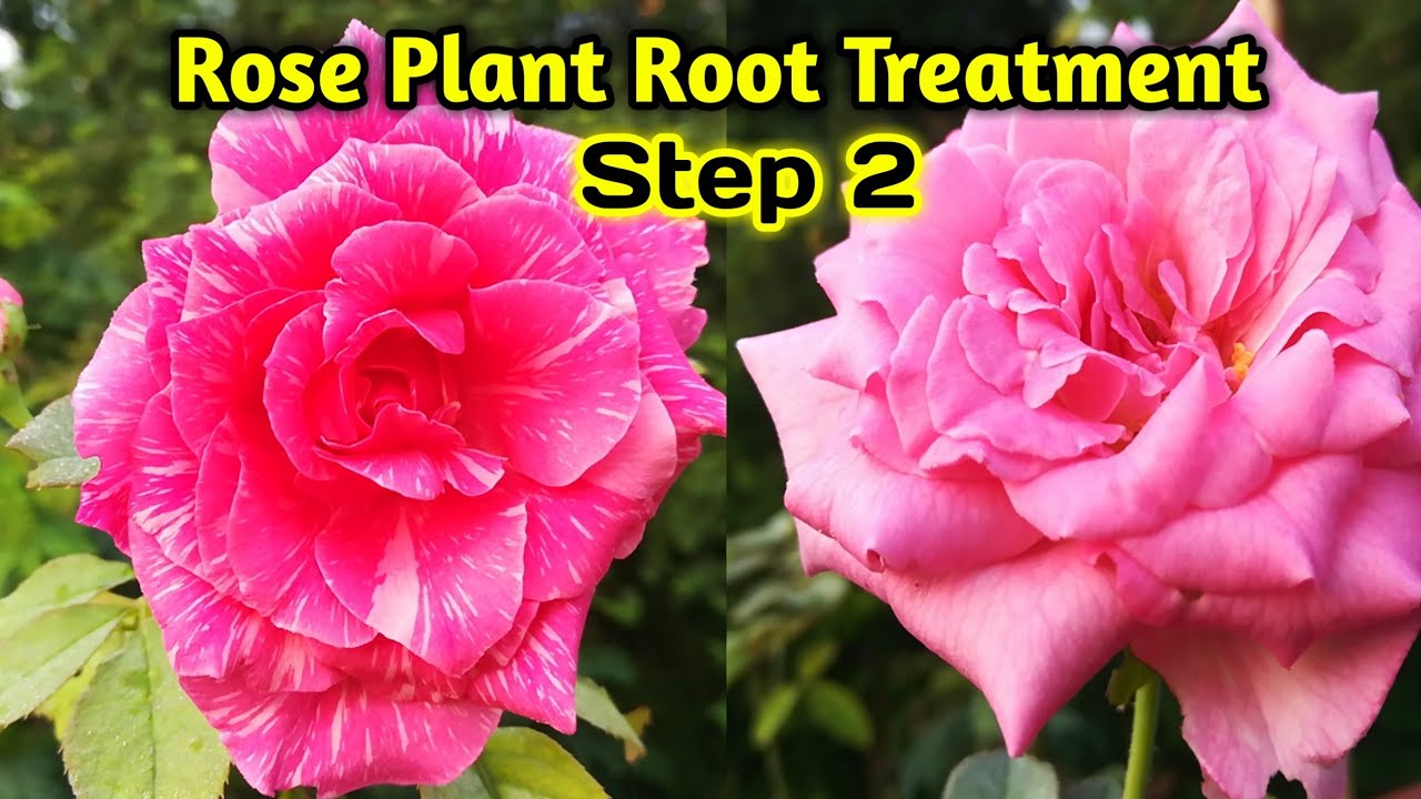 Rose Plant Root Treatment/ How To Fertilize Rose Plant Before Repotting ...