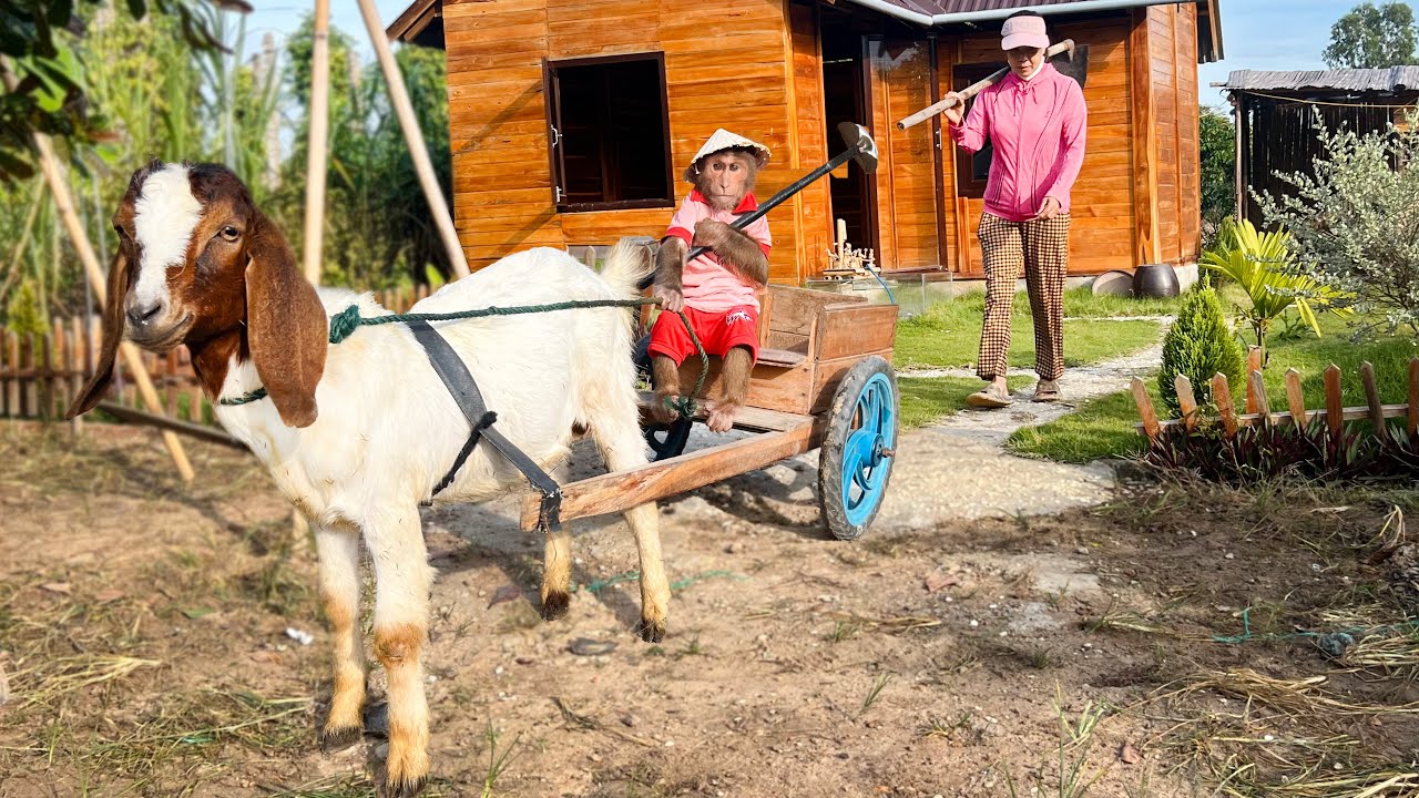 Super monkey smart! Cutis farmer take goat takes care of farm in ...