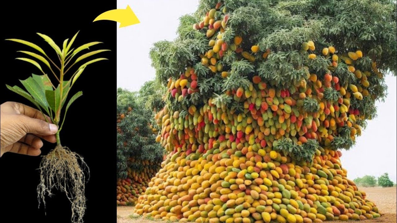 🌱Simple method propagate mango tree from cutting method - YouTube