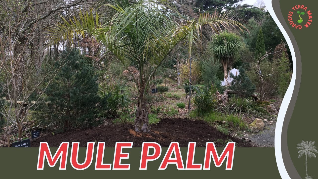 MULE PALM Information and Growing Tips! (Butiagrus nabonnandii) 🌴 - YouTube