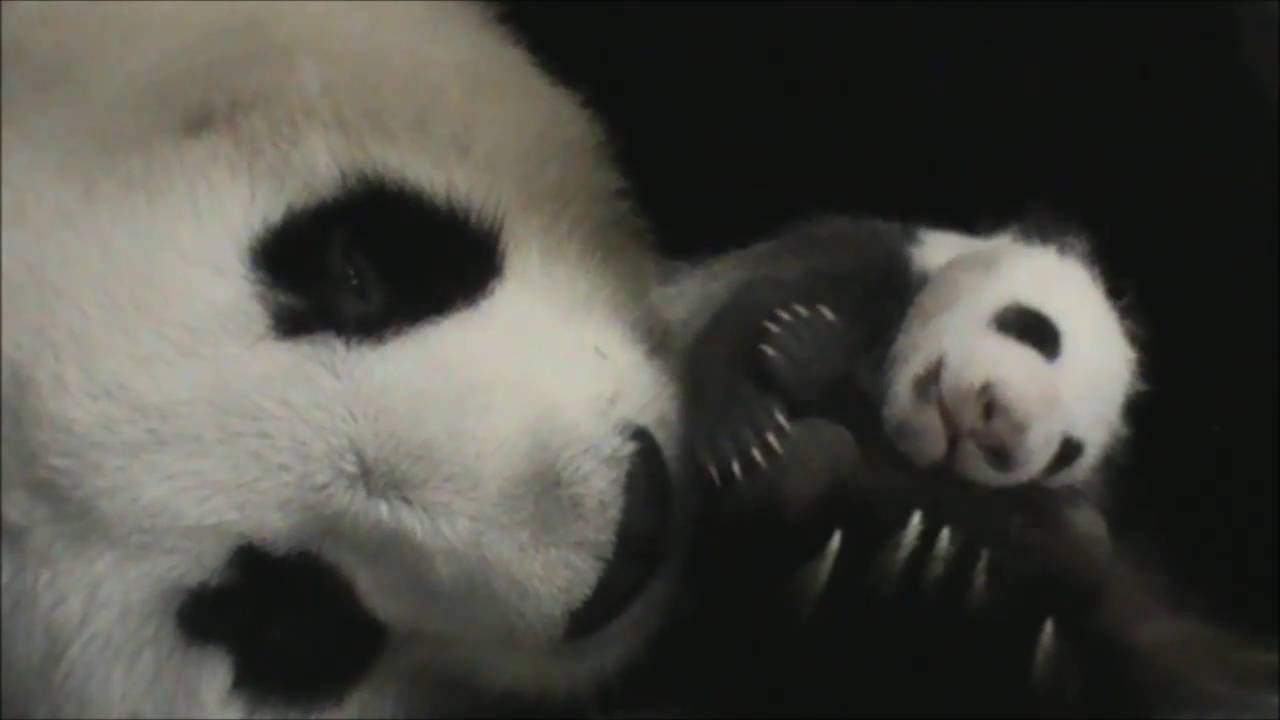 Así descansan mamá panda Hua Zui Ba y su pequeña - YouTube