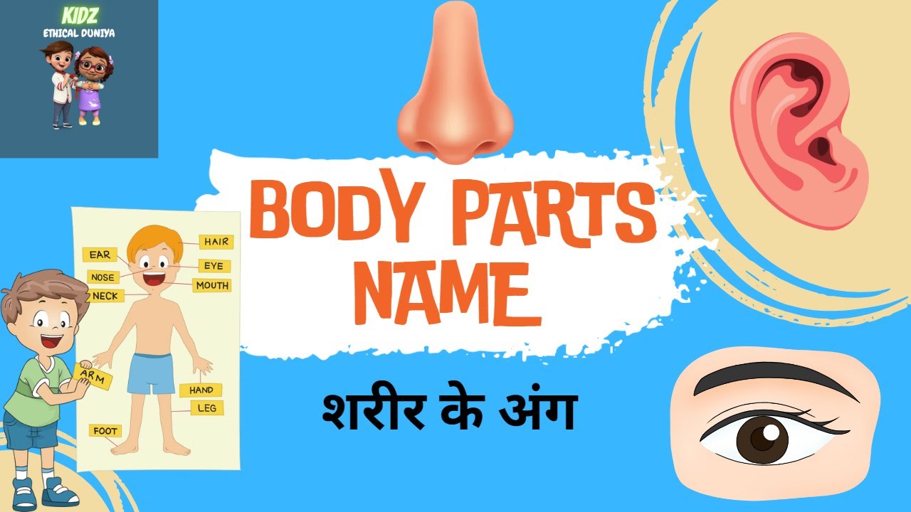 Human Body Parts Name In Hindi And English With Picture human-body-parts-name-in-hindi-and-english-with-picture