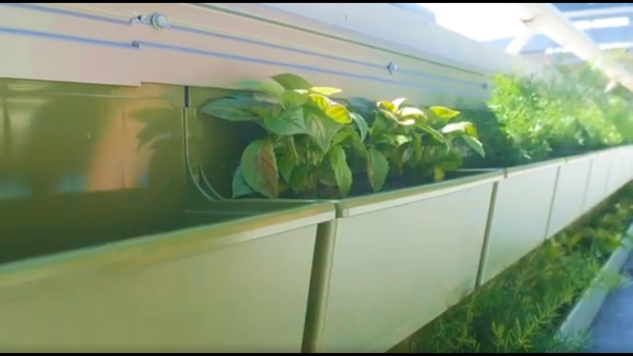 The Installation of MSU's First Ever Green Walls - YouTube