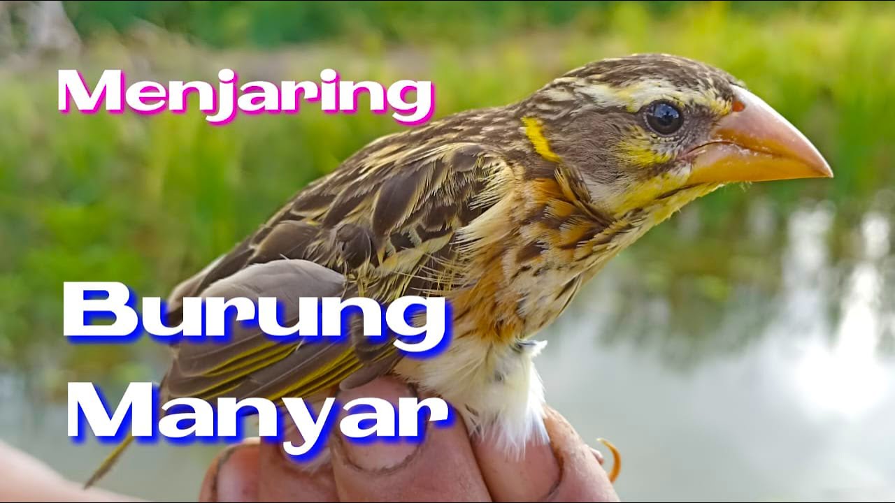 Petani Dadahup Rama-Ramai Kendalikan Hama Burung Manyar - YouTube