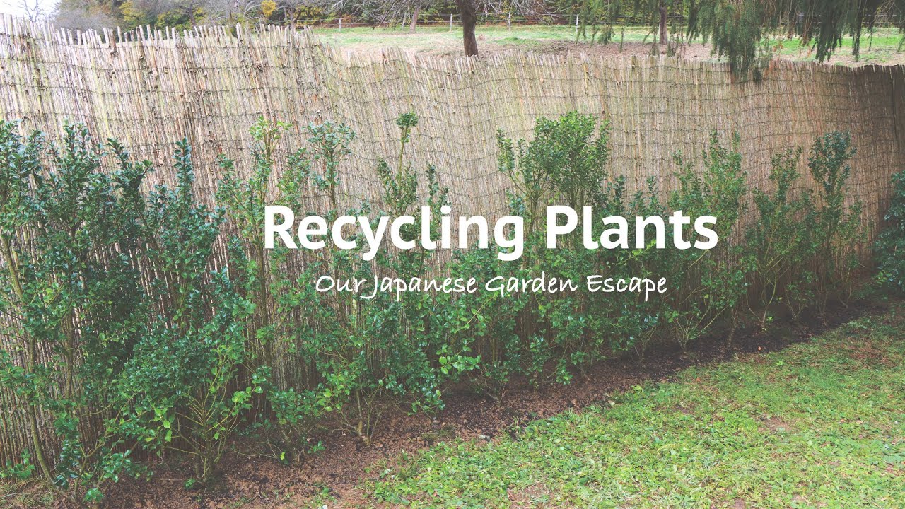 Creating a New Hedge with Recycled Plants | Our Japanese Garden Escape ...