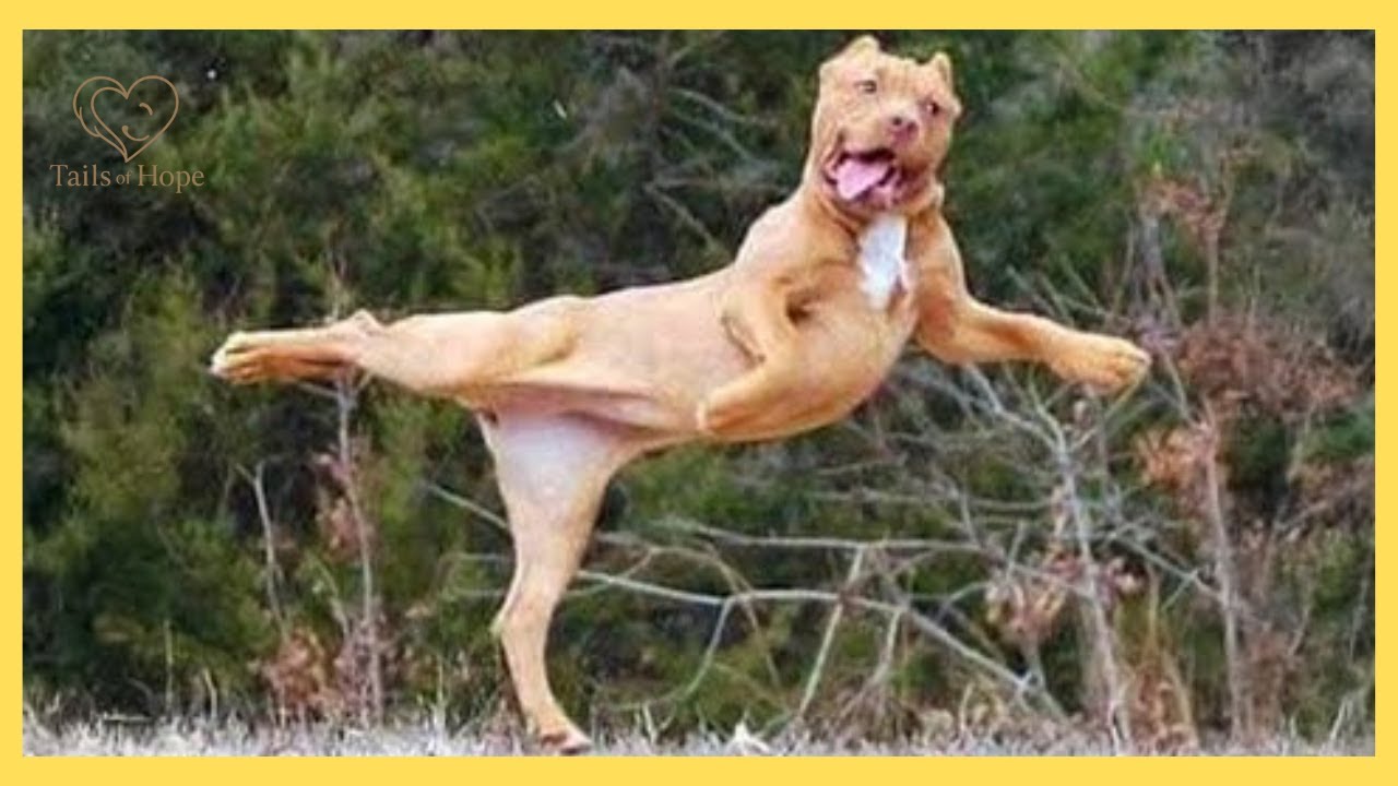 I would die laughing for these comedian dogs 😂 Funny Dog Videos - YouTube