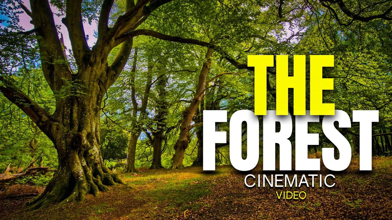 The Forest - Cinematic Video - YouTube