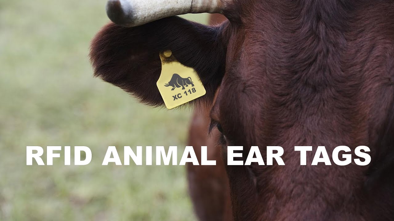 RFID ANIMAL EAR TAGS - YouTube