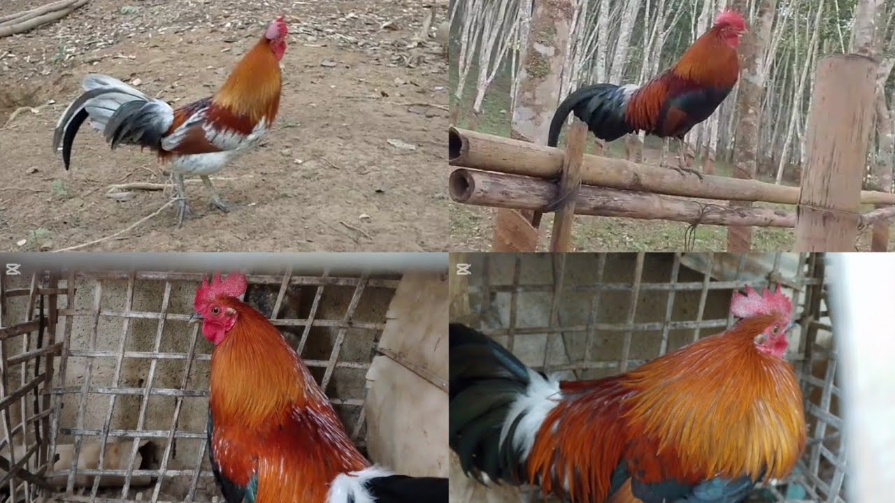 qaib dib mos 18/12/2024 - YouTube