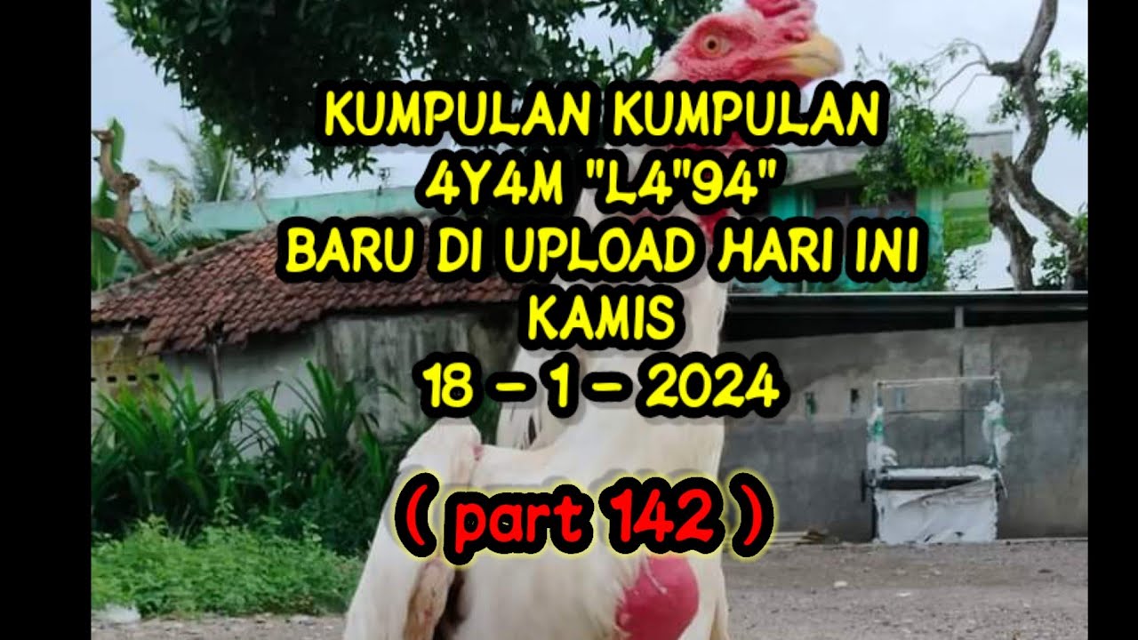 kumpulan kumpulan ayam "l4"94" #pr-142 - YouTube