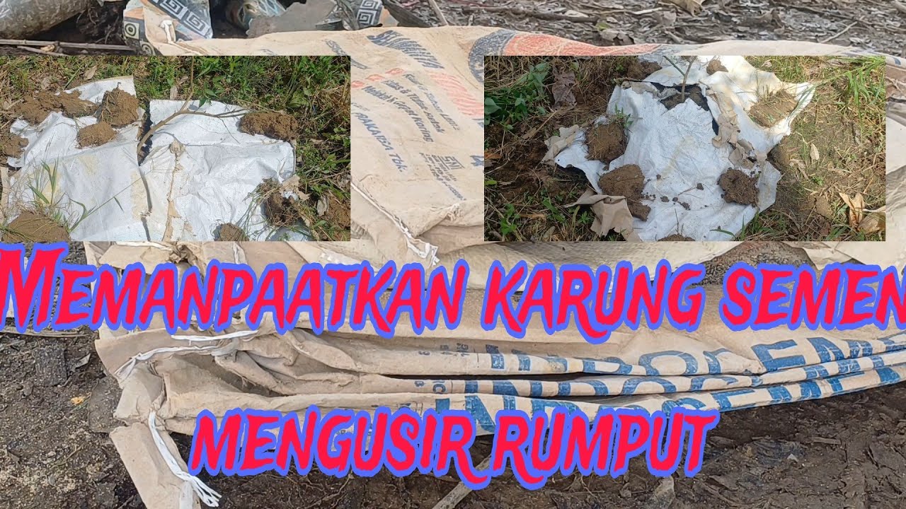 cara mematikan rumput atau gulma di sekitar tanaman kita. memakai ...