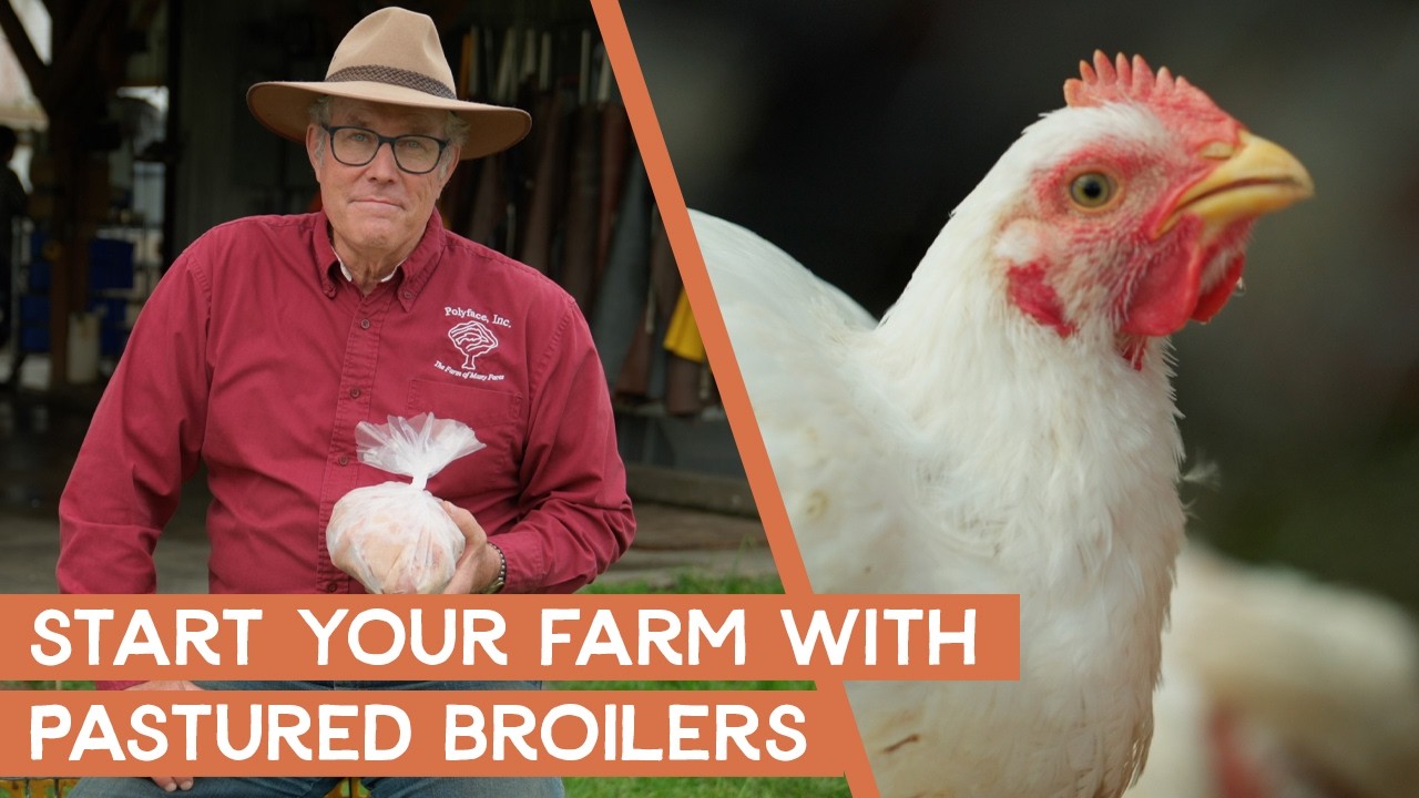 Why the pastured broiler is a great way to start out your farm | Joel ...