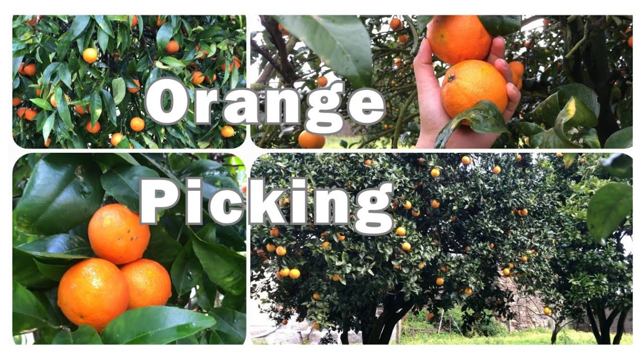 Let's Pick Some Oranges │Organic Oranges │SYNC with US 🔗 │ Part - 1 ...