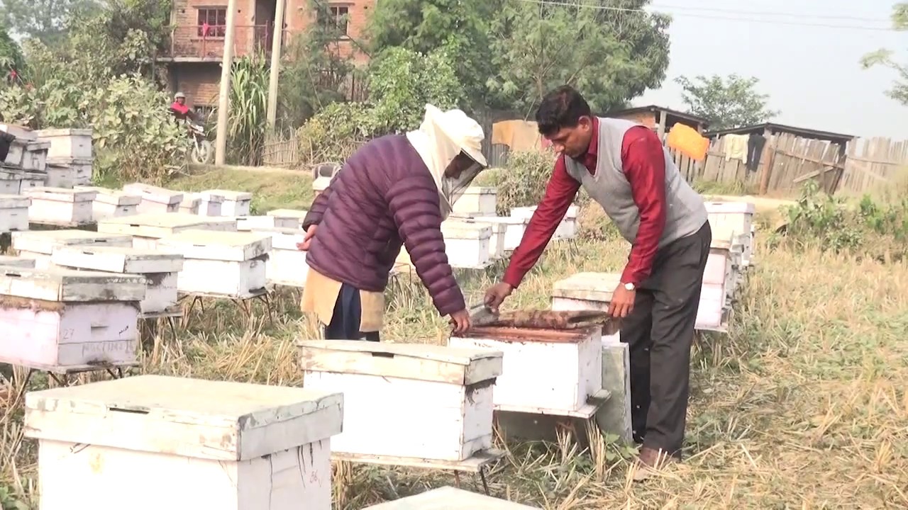 मौरी पालन गर्नुस आम्दानी बढाउनु//Mahuri Palan Bata Aamdani - YouTube