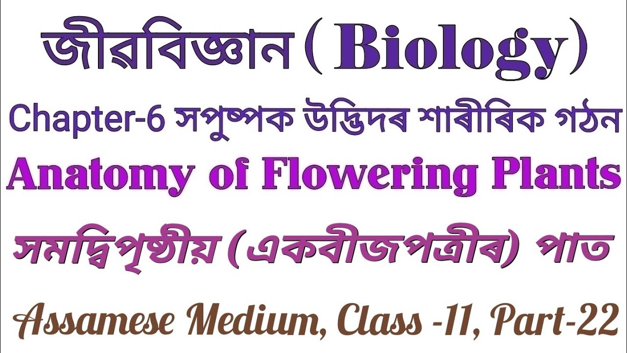 Biology Class 11 Chapter 6 Anatomy of Flowering Plants Assamese Medium ...