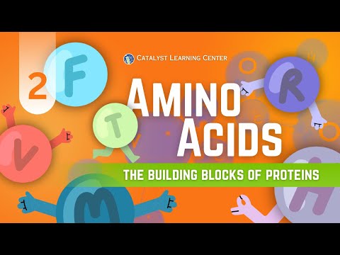 Amino Acids: The Building Blocks of Proteins