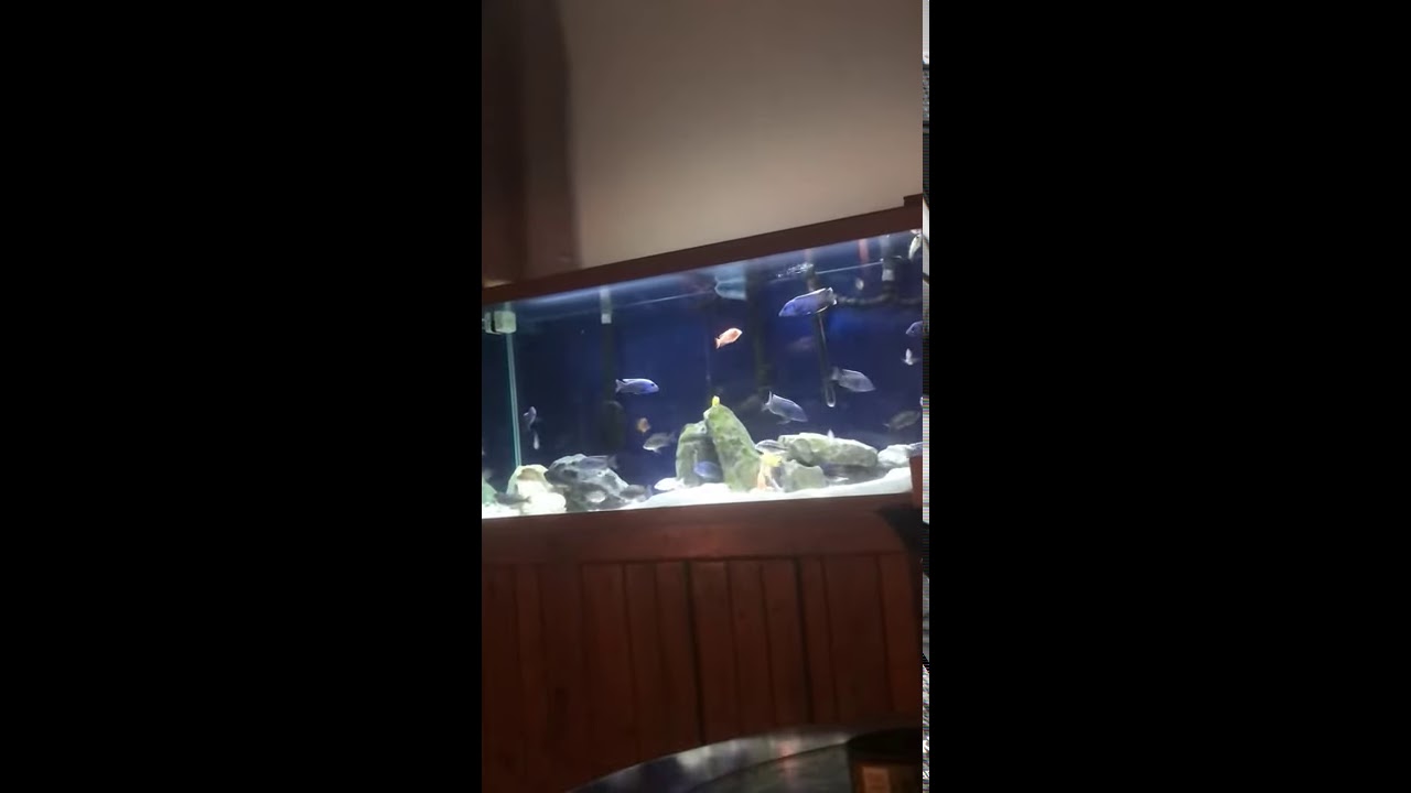 Fish tank - YouTube