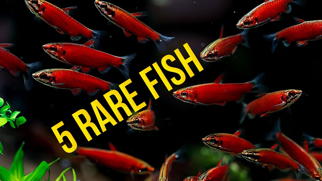 5 Rare Fish For A Planted Aquarium - YouTube
