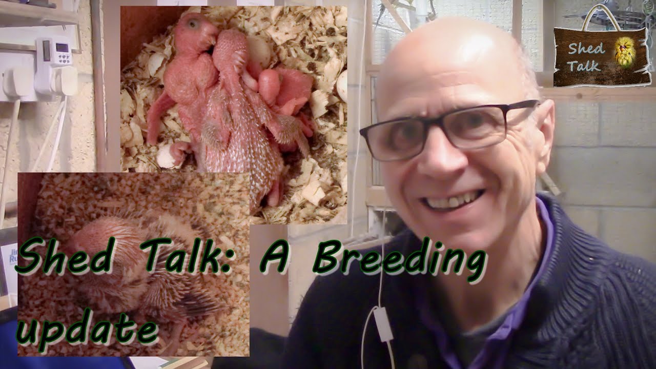 Series 4 Episode 19: A Breeding Update - YouTube