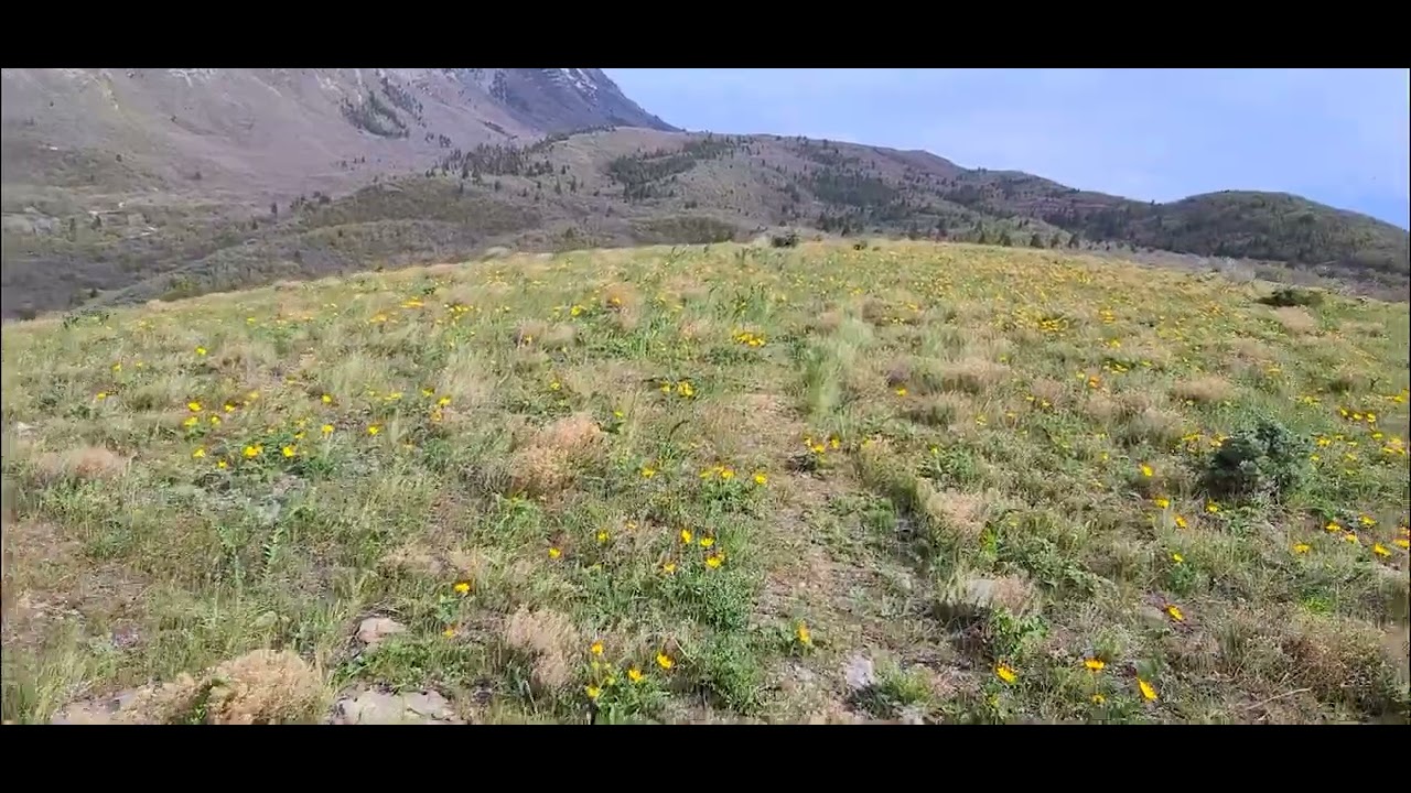 Spring Wildflowers in Provo Canyon UTAH - YouTube