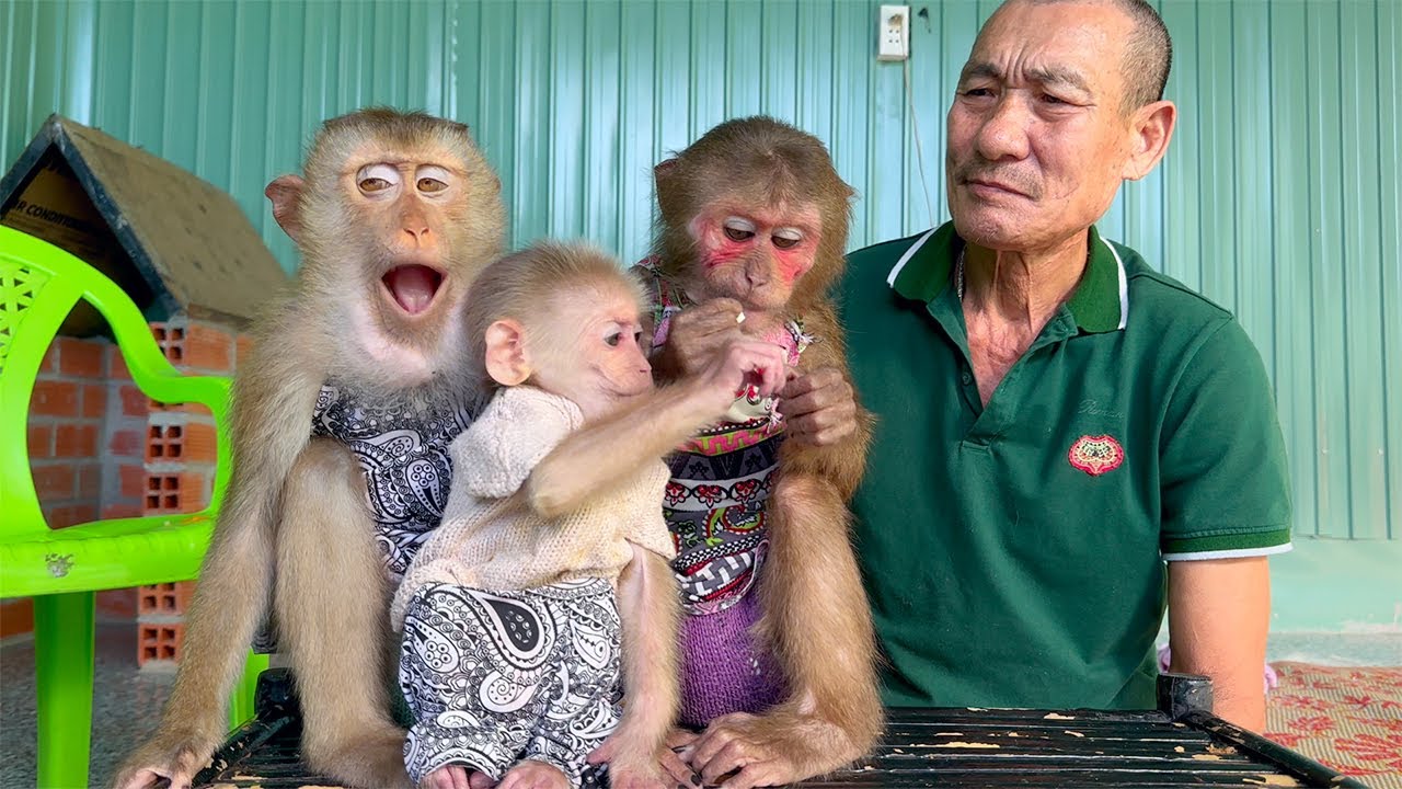 Monkey baby Theo is with his grandfather and good brothers - YouTube