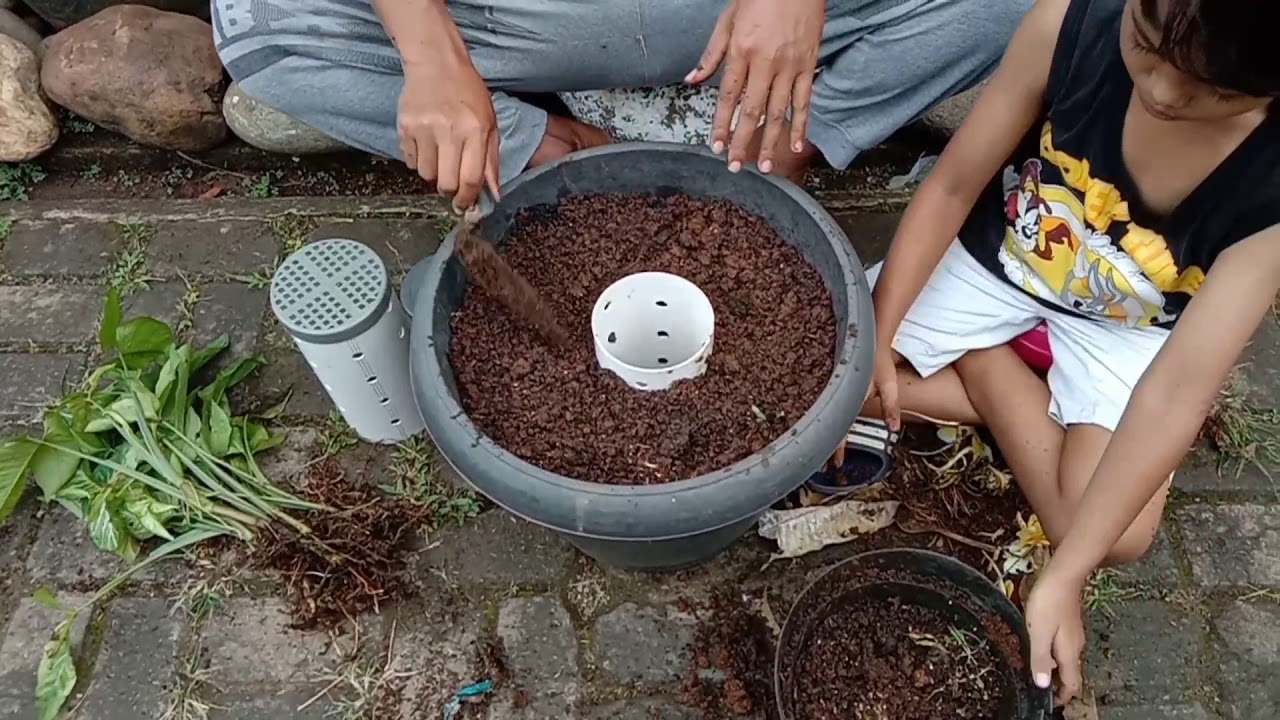 Komposter dalam Pot Tanaman - YouTube