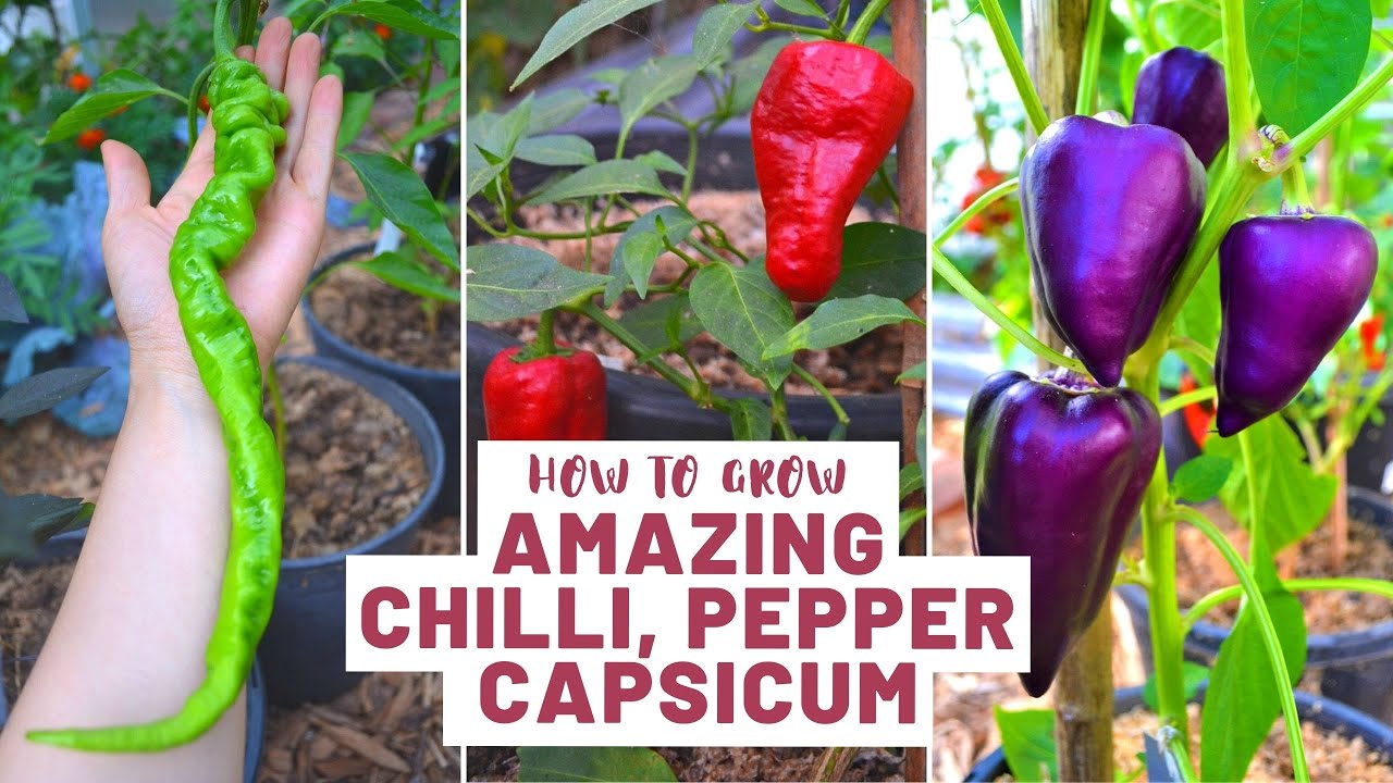 How to Grow Amazing, Chilli, Bell Pepper, Capsicum | Garden Tour | Rare ...
