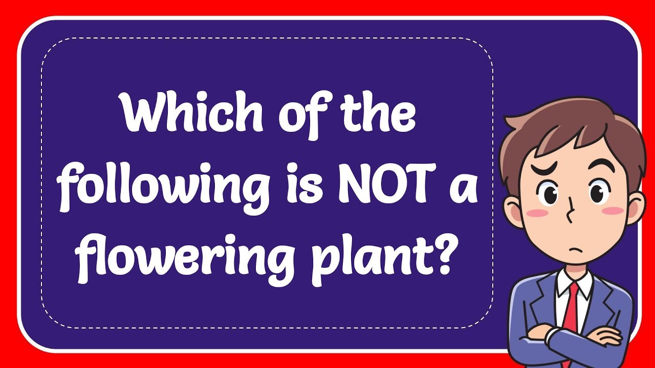 Which of the following is NOT a flowering plant? - YouTube
