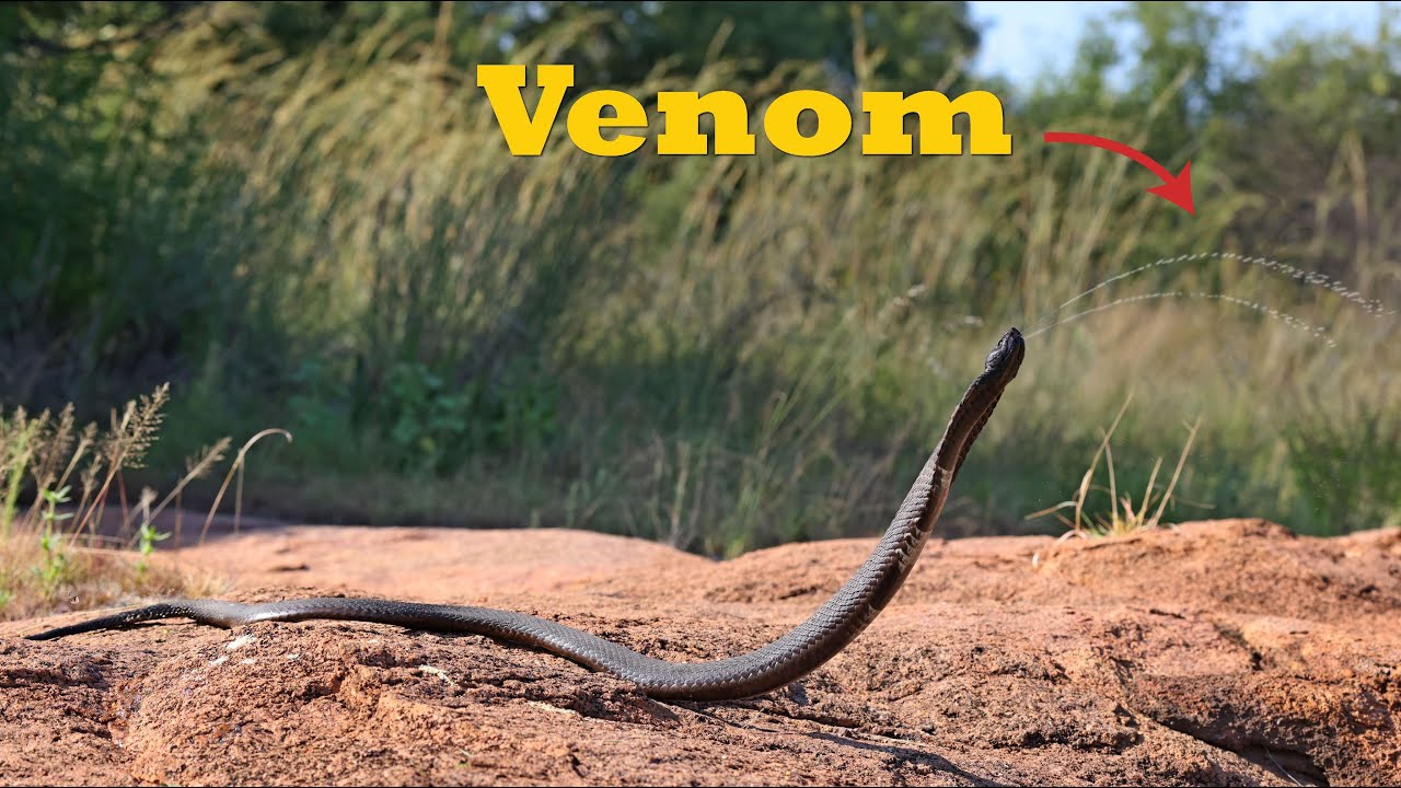 Rinkhals Venom Explained: Africa’s Spitting Snake - YouTube