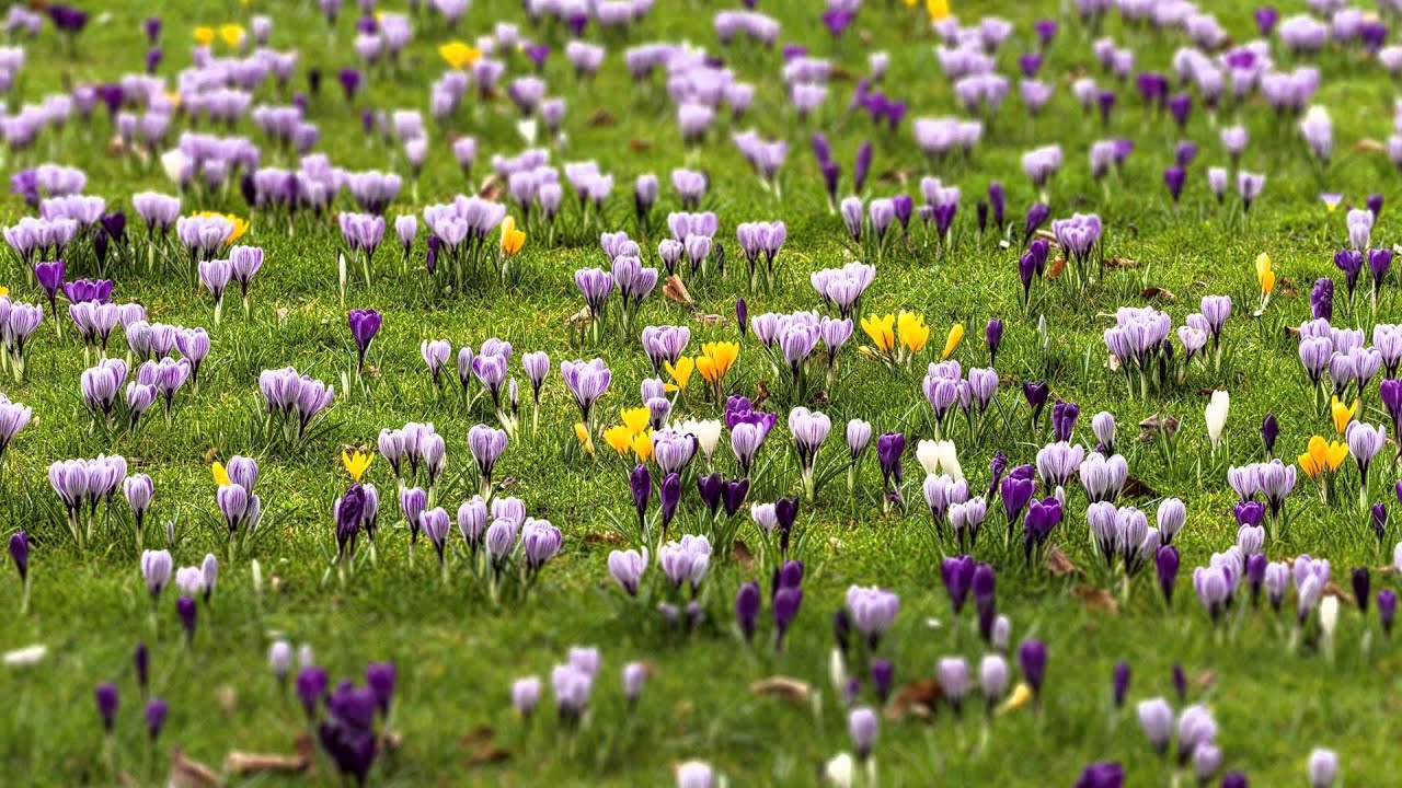 Spring (Free Walpaper Download) - YouTube