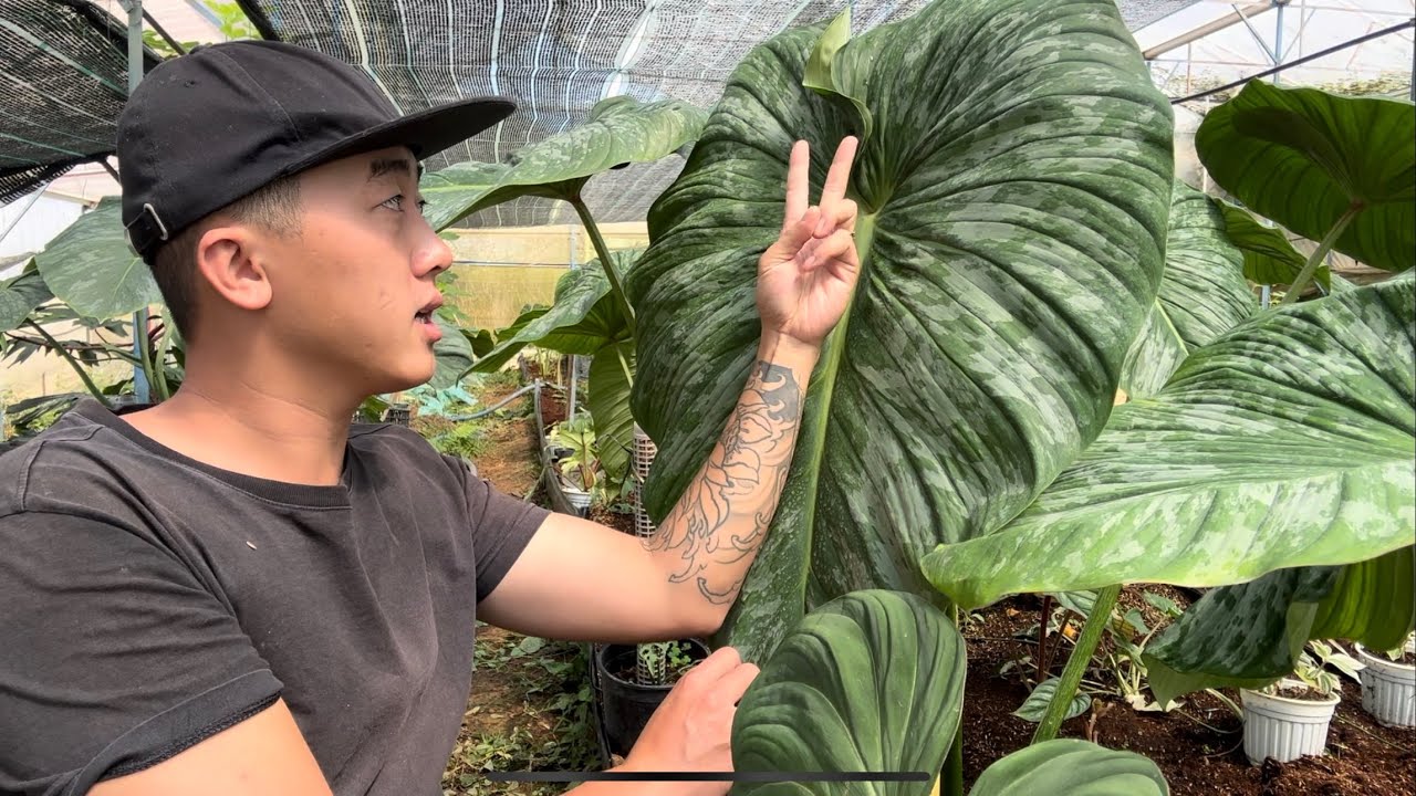 Phân Biệt Philodendron Pasta silver & Pasta silver niver - YouTube