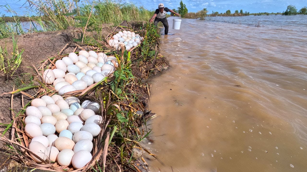 WOW, the amazing farmer collects lots of duck eggs in the creek and ...