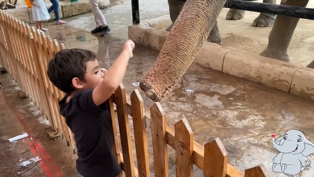 Feeding Elephant || ELEPHANT SHOW || Emirates zoo park resort in Abu ...