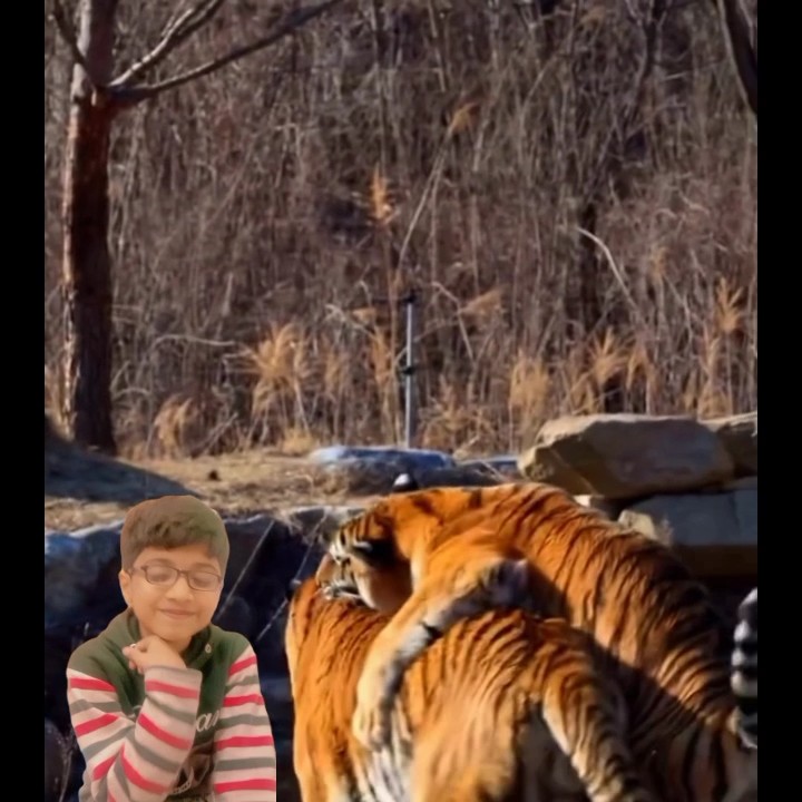 Siberian Tiger: The World's Most Dangerous Predator #reaction #ytshort ...