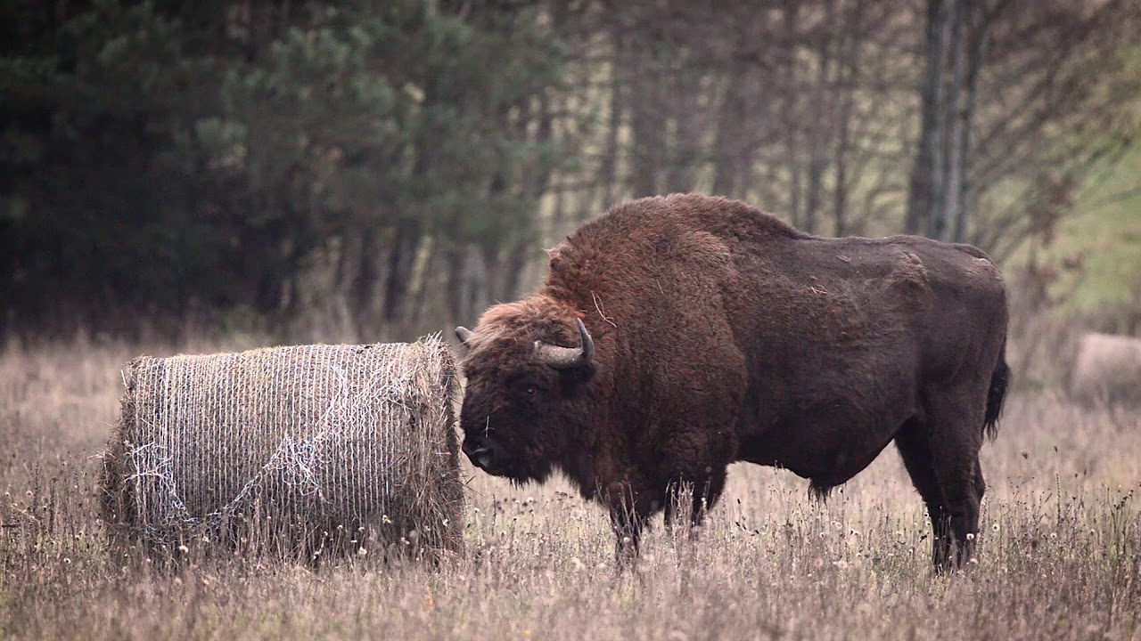 European bison in Bialowieza Primeval Forest / Żubr w Puszczy ...