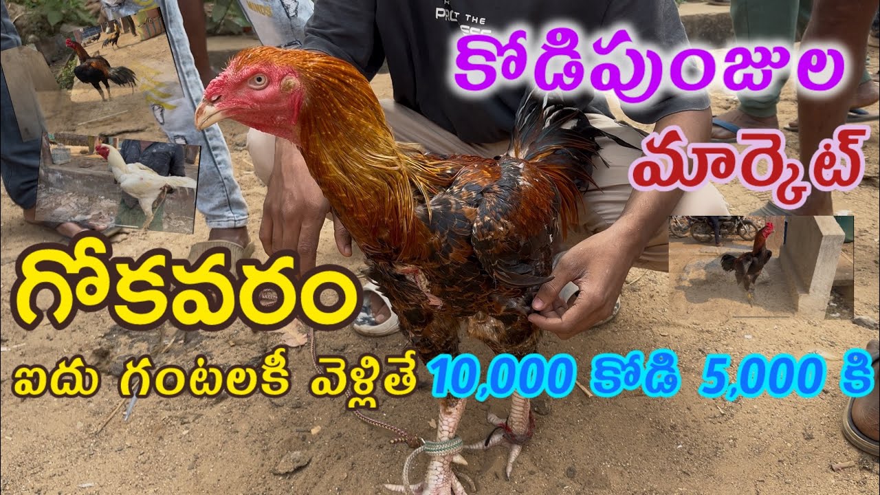 || గోకవరం పందెం కోడి పుంజులు మార్కెట్ || #gokavaram Santha # ...