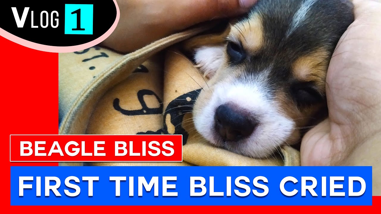 Beagle puppy's first cry | #cutestbeaglebliss #cutestbeagle - YouTube