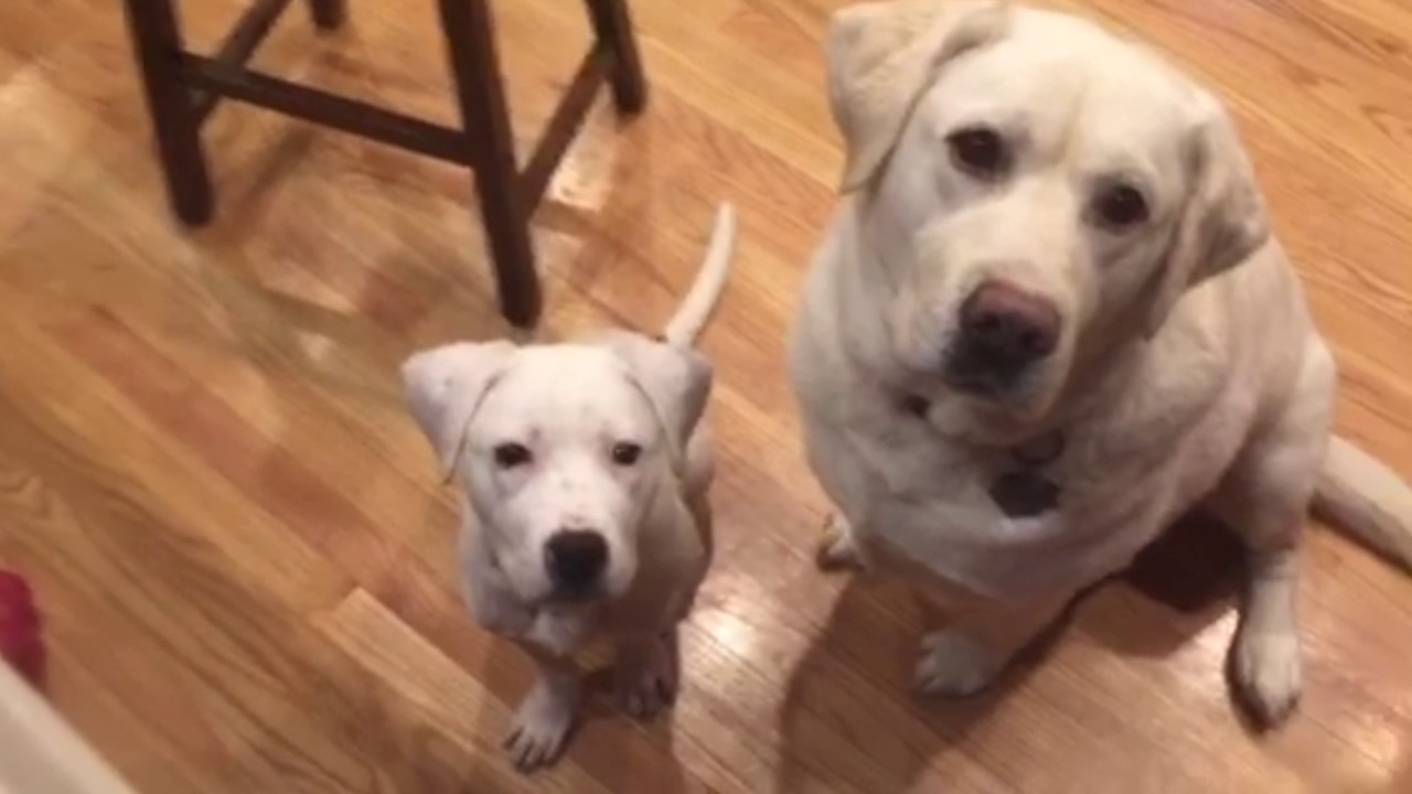 Mac for Adoption at Ruff House Rescue NY - YouTube