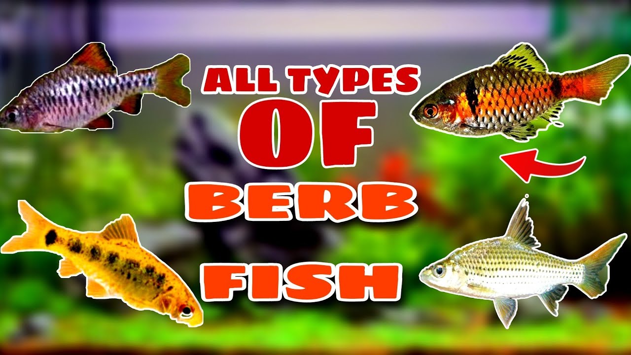 All Types of Berb Fish / Indian BERB /Rosy Berb Part 1 #trending #viral ...