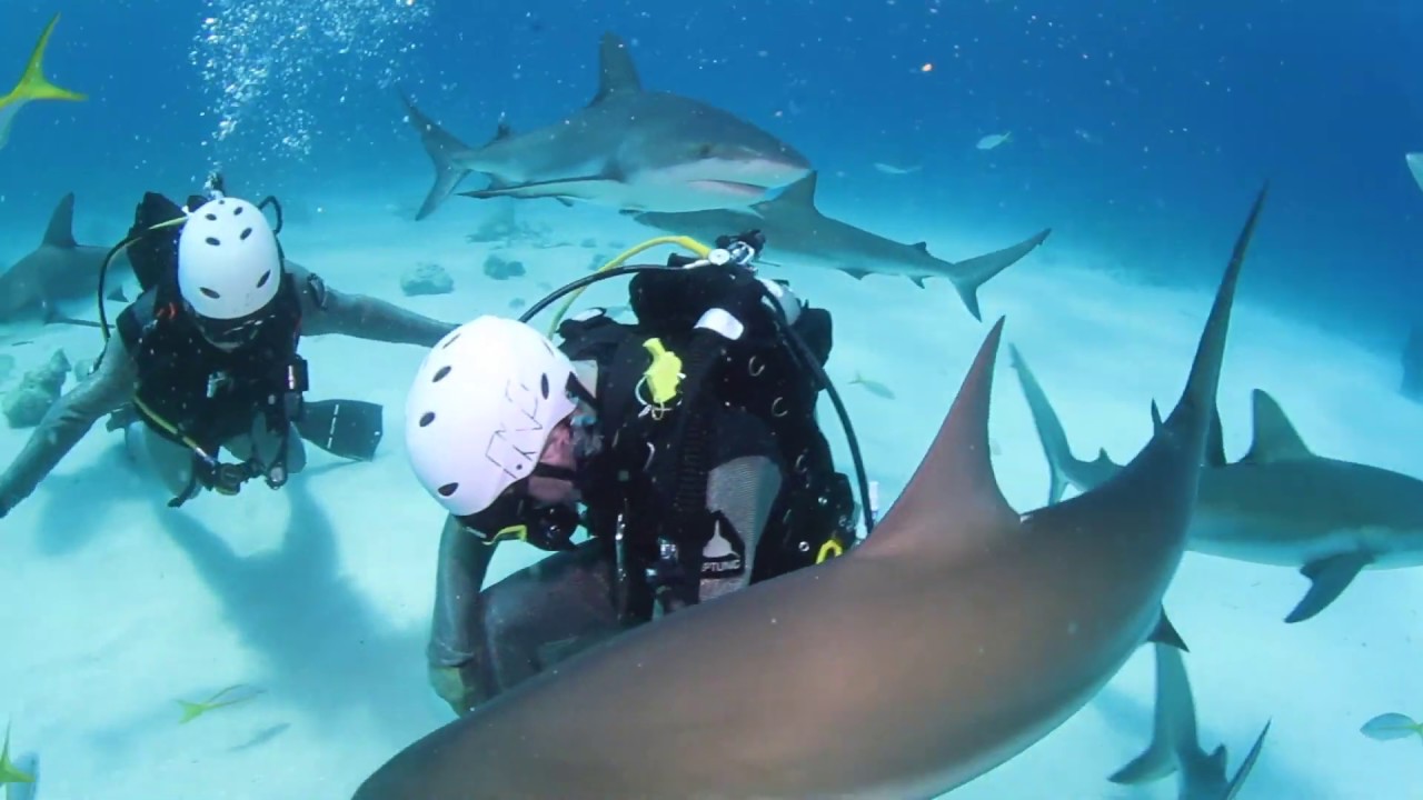 Bahamas 2019 - Shark Dives with Stuart Cove - YouTube