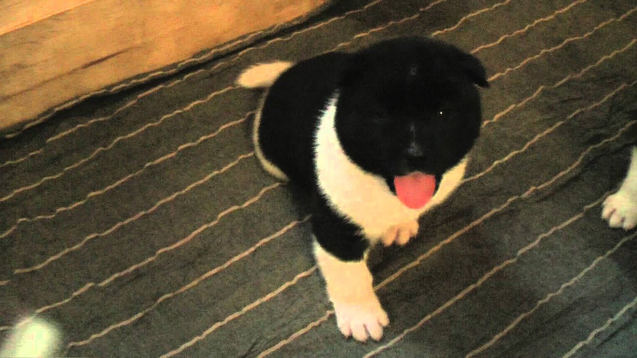 АКИТА МАТАГИ КЭН / AKITA MATAGI KEN / アキタマタギケン / щенки 26ой день - YouTube